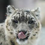 What is the point of absa utilt? · Rivals of Aether II Patch 1.3.3 Feedback